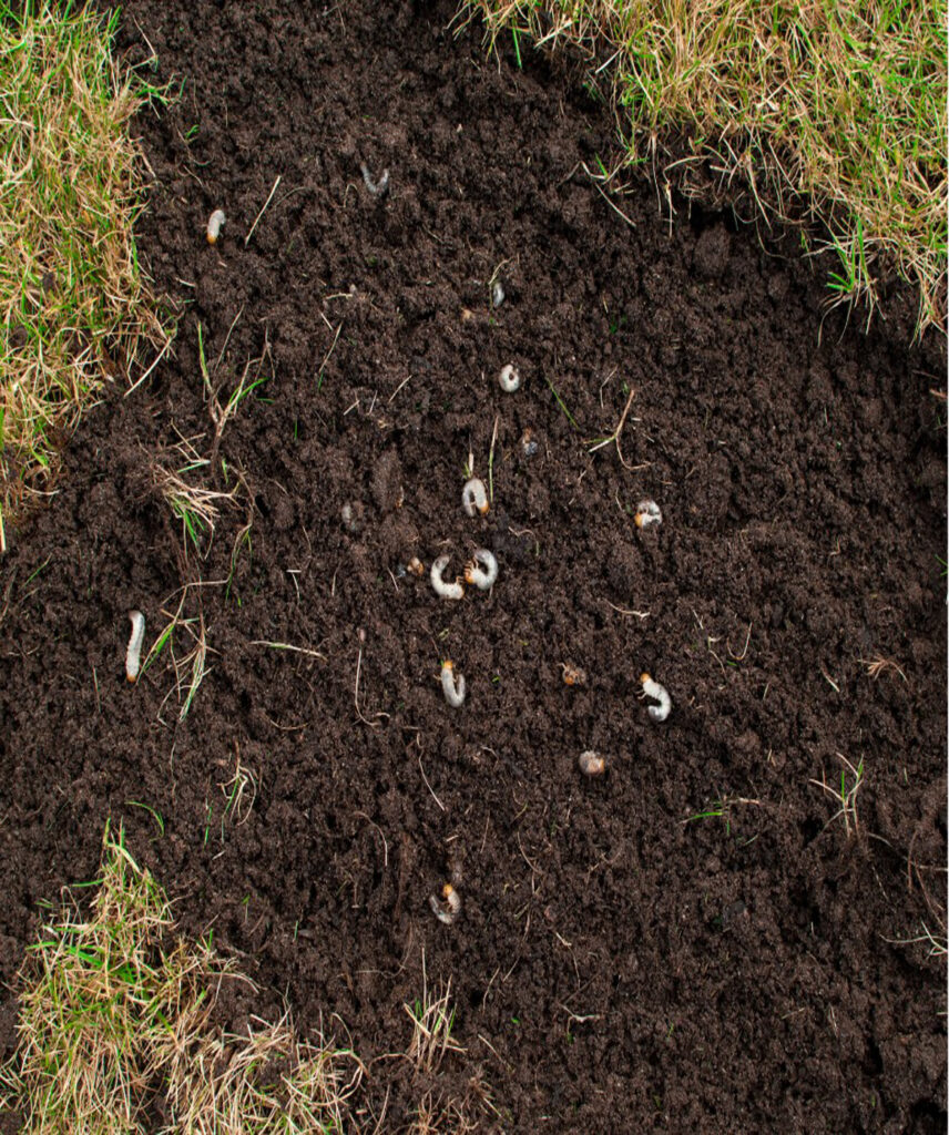 Grub Control | South Windsor CT | River Valley Lawn Care